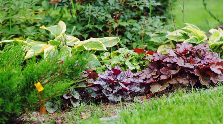 15 Septic Mound Landscaping Ideas That Boost Curb Appeal—Without ...